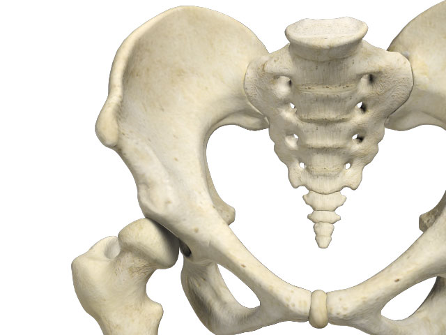 News | Femoral Head Reduction Salt Lake City UT | Periacetabular ...